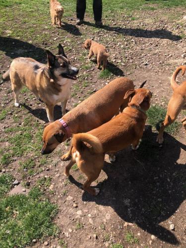 Dogs, fields and fun: The story of Yappy Pack playgroup | A&E ...