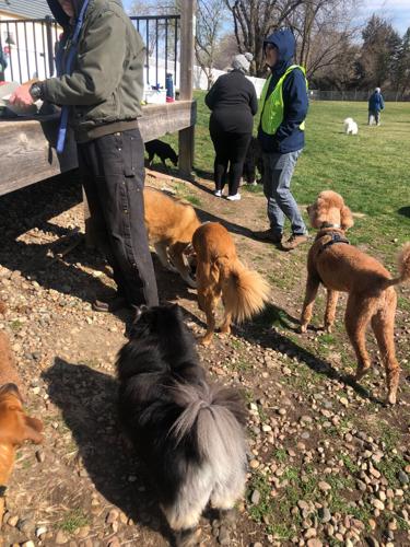 Dogs, fields and fun: The story of Yappy Pack playgroup | A&E ...
