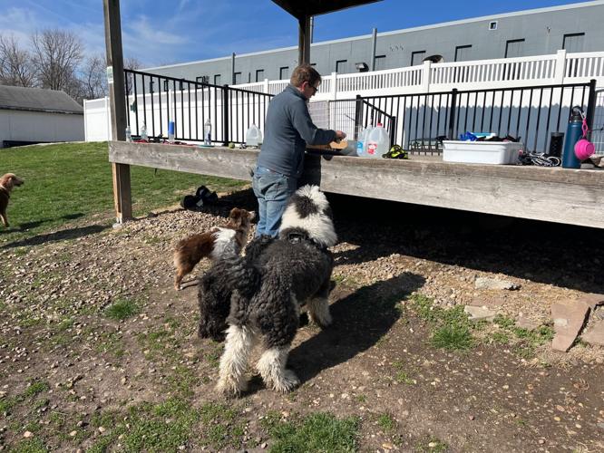 Dogs, fields and fun: The story of Yappy Pack playgroup | A&E ...