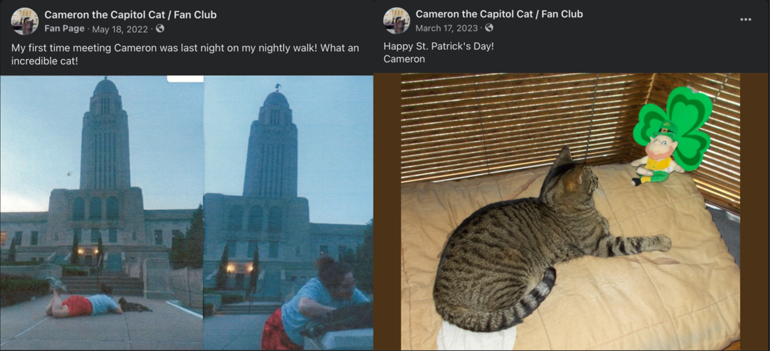 From stray to star: Cameron the cat’s journey to becoming the Nebraska ...