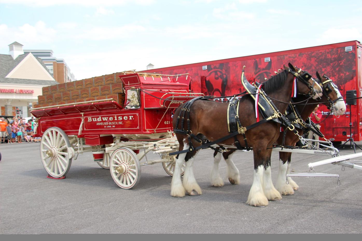 Thousands Line Main Street To See Budweiser Clydesdales News