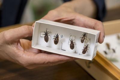 UD researchers warn of disease-carrying 'kissing bugs' found in New ...