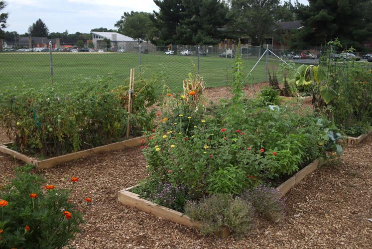 Dickey Park garden cultivates community spirit, healthy eating habits ...
