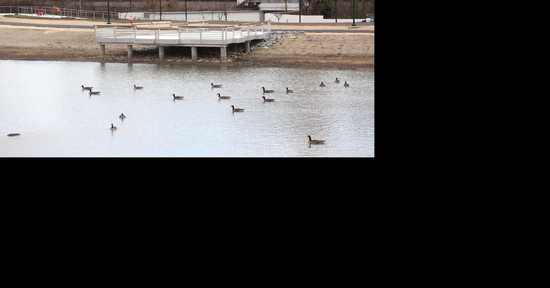 Conservation Corner: What do the Hillside Park pond and your rain ...
