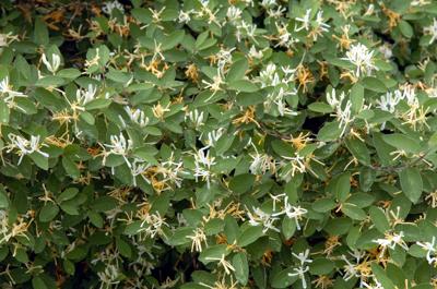 Conservation Corner: Invasive plants - What, why and how to help ...