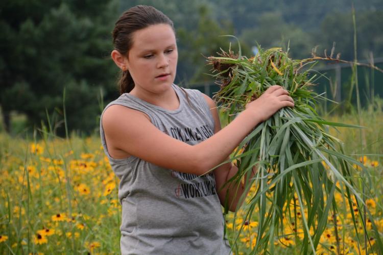 Shue-Medill Middle School turns field into wildflower meadow | News ...