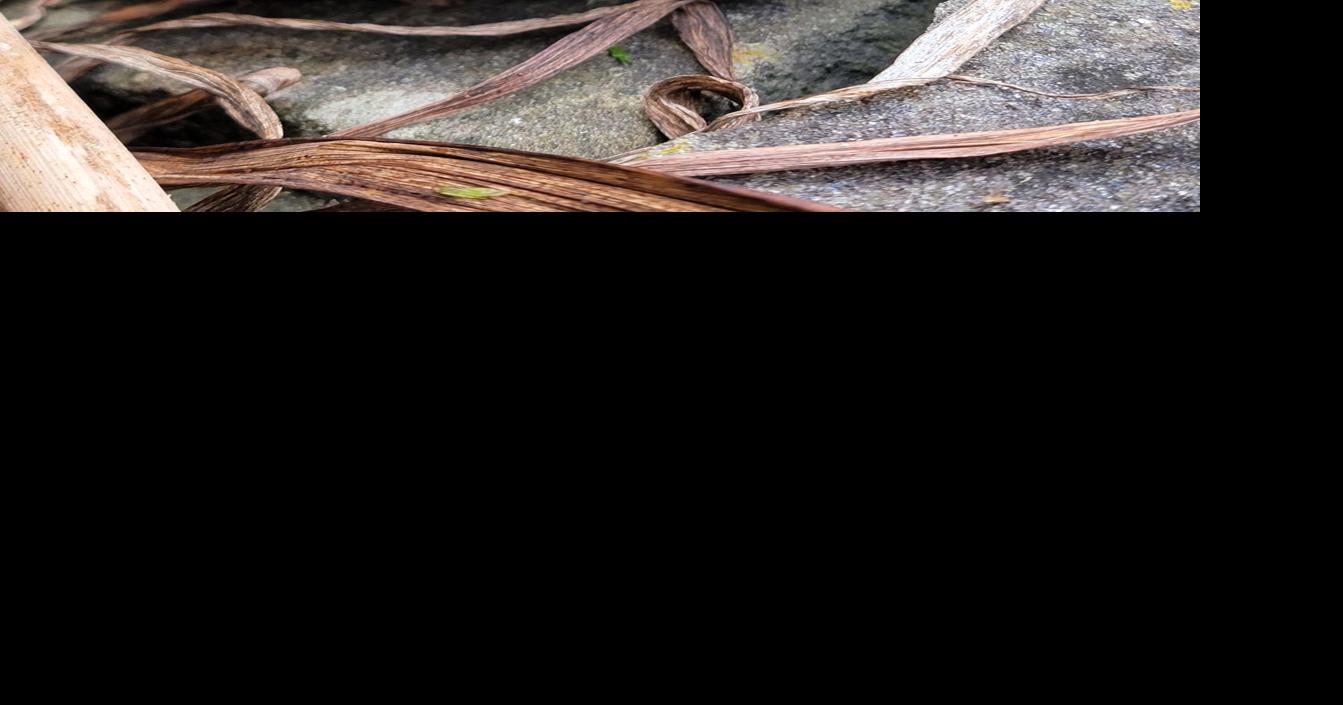 Conservation Corner: How to make your yard a suitable habitat for ...