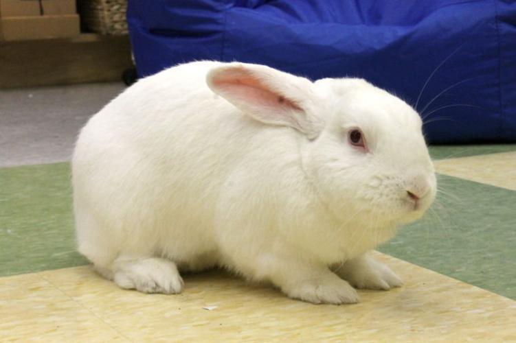 Therapy rabbit brings joy to children | News | newarkpostonline.com