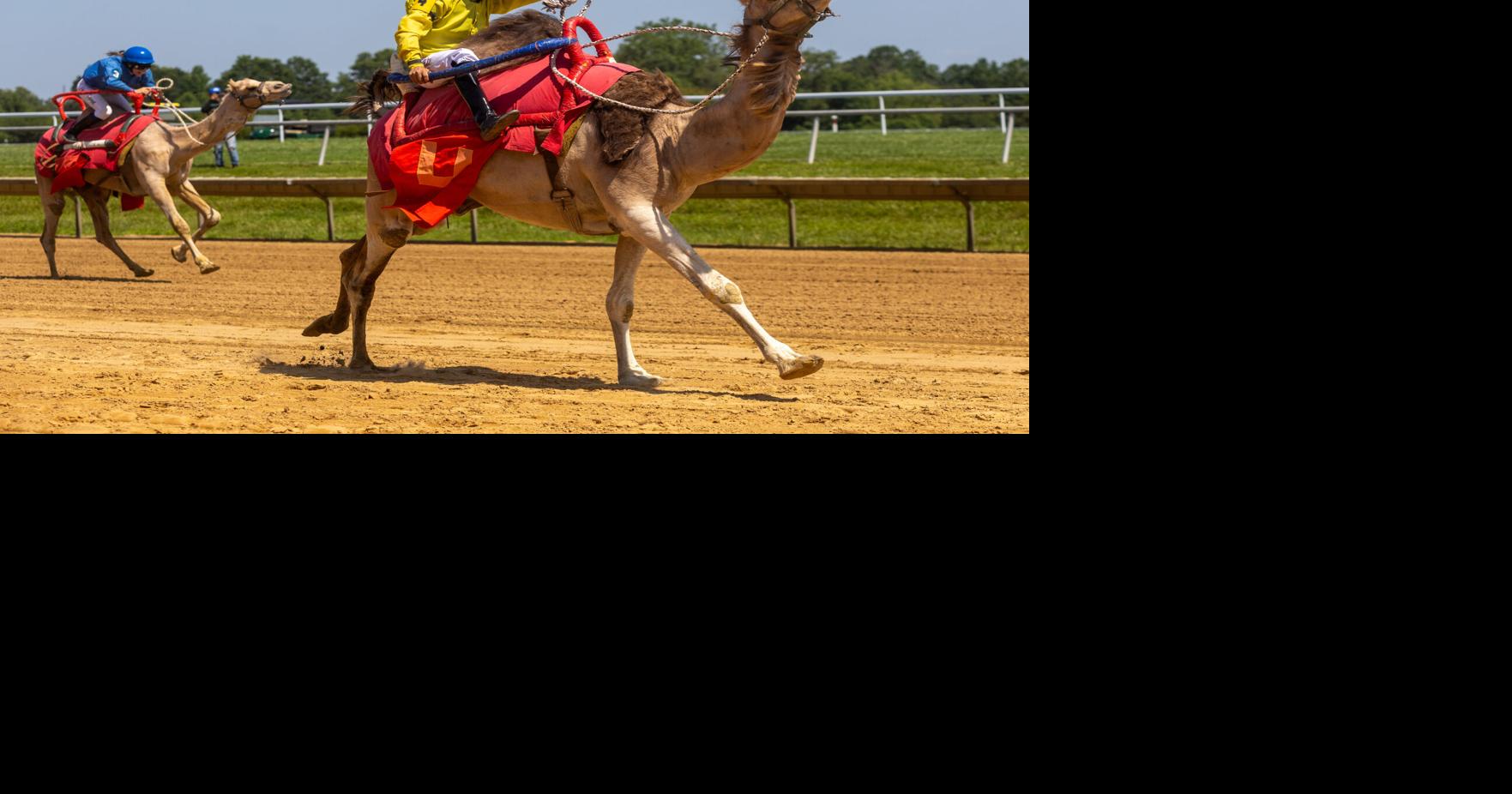 Zebras, camels, ostriches race at Delaware Park | News ...