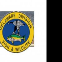 DNREC Division of Fish and Wildlife seeks volunteers for upcoming ...