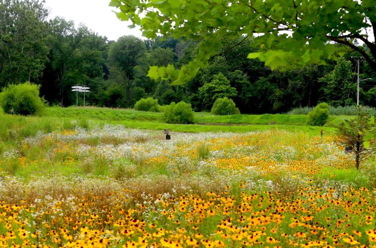 Summertime beauty at Curtis Mill Park | News Gallery | newarkpostonline.com