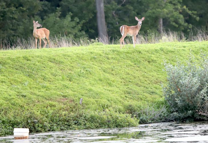 Newark considering managed deer hunt in Redd Park to control ...