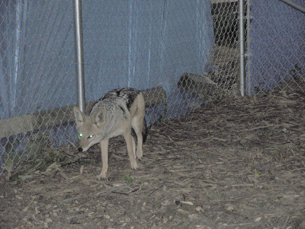 Plumpton Park Zoo welcomes rare black-backed jackals | Regional ...
