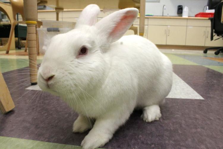 Therapy rabbit brings joy to children | News | newarkpostonline.com