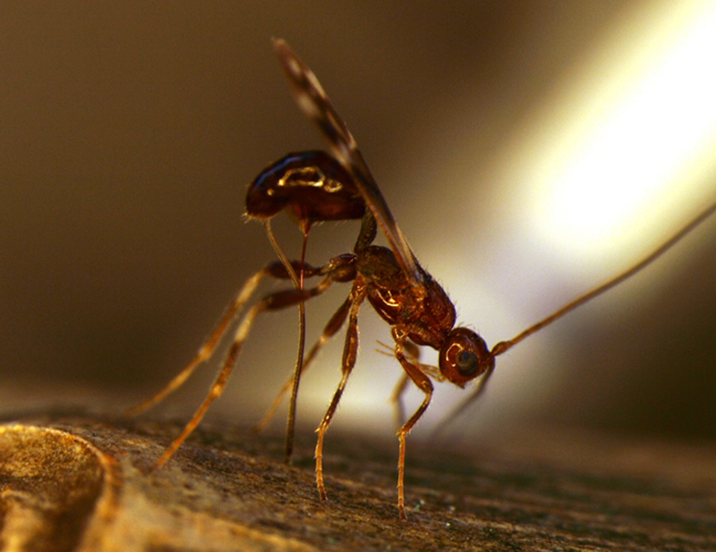 Stingless wasps released to combat invasive beetle that could devastate ...