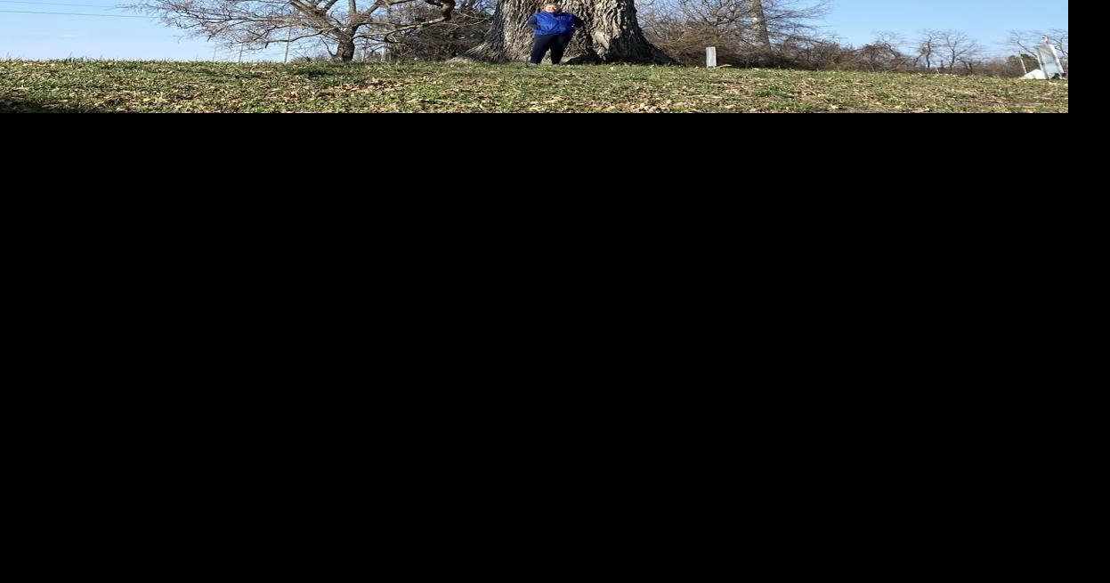 Conservation Corner: A look at Newark's champion trees | Features ...