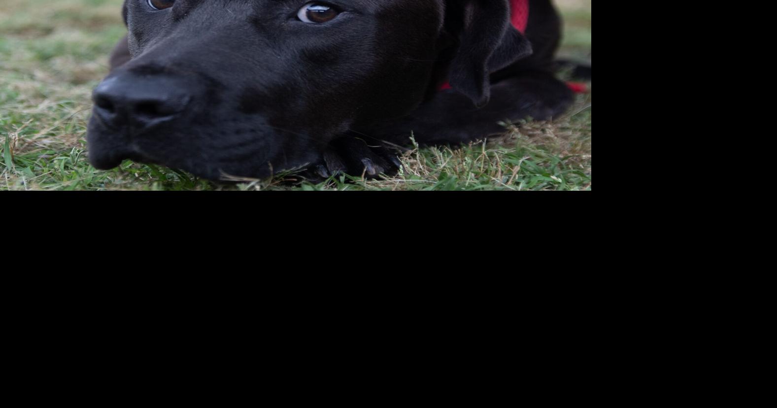 Sad dog: Craven animal shelter seeks to cheer up heart-broken ...