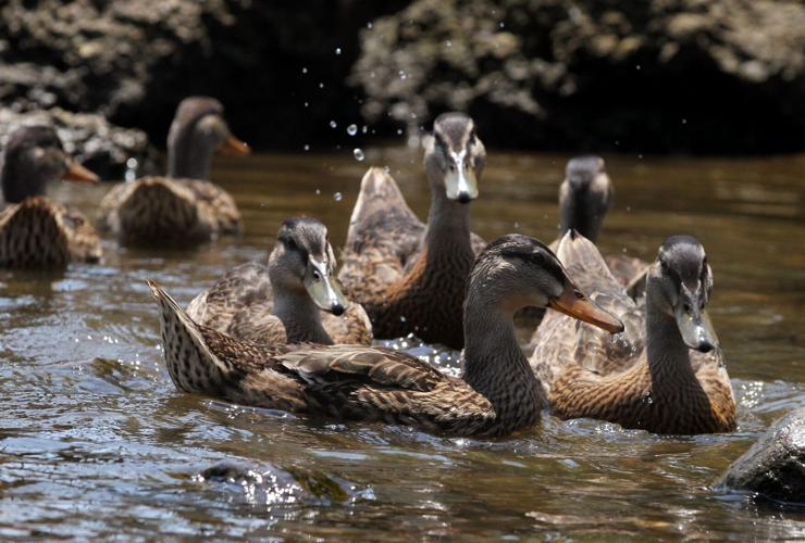 Duck food dispensers fit the bill | Local News | newbernsj.com