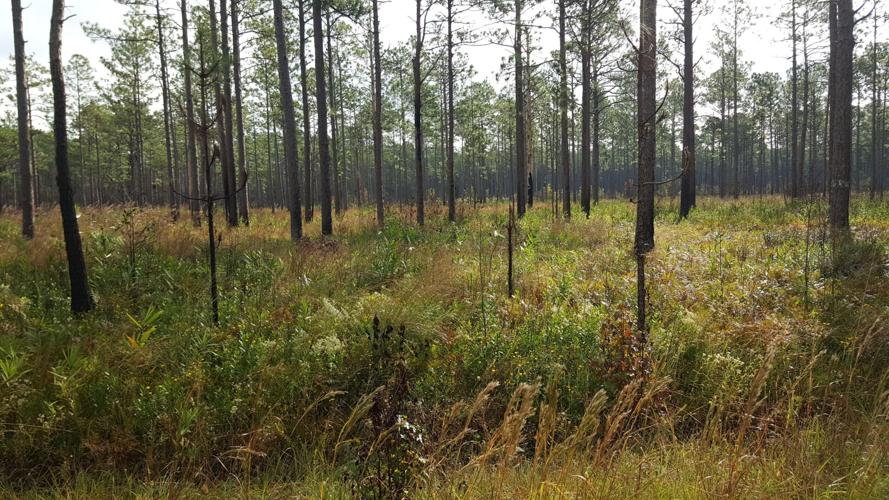 Croatan National Forest's relationship with Craven County growth is not ...