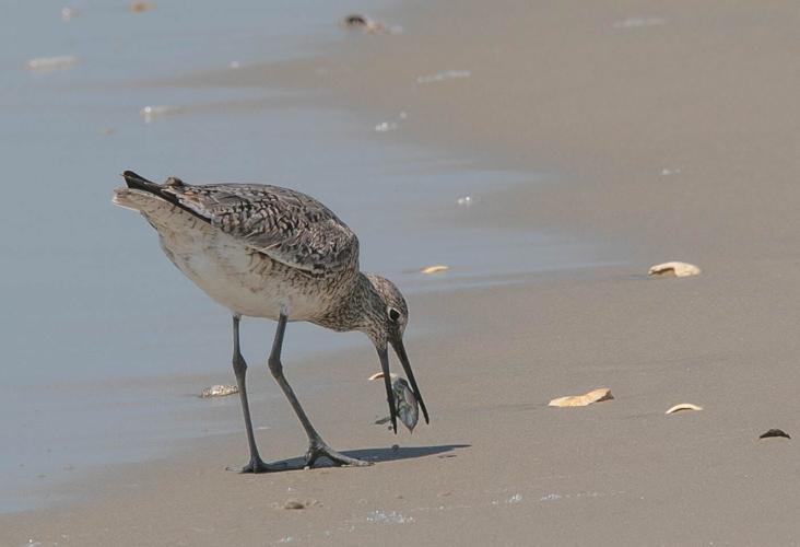 Photos: Willet eating an early lunch | Local News | newbernsj.com
