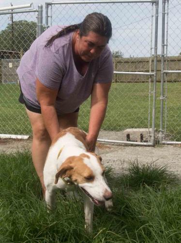 Humane Society seeks home for Houdini hound | Local News | newbernsj.com