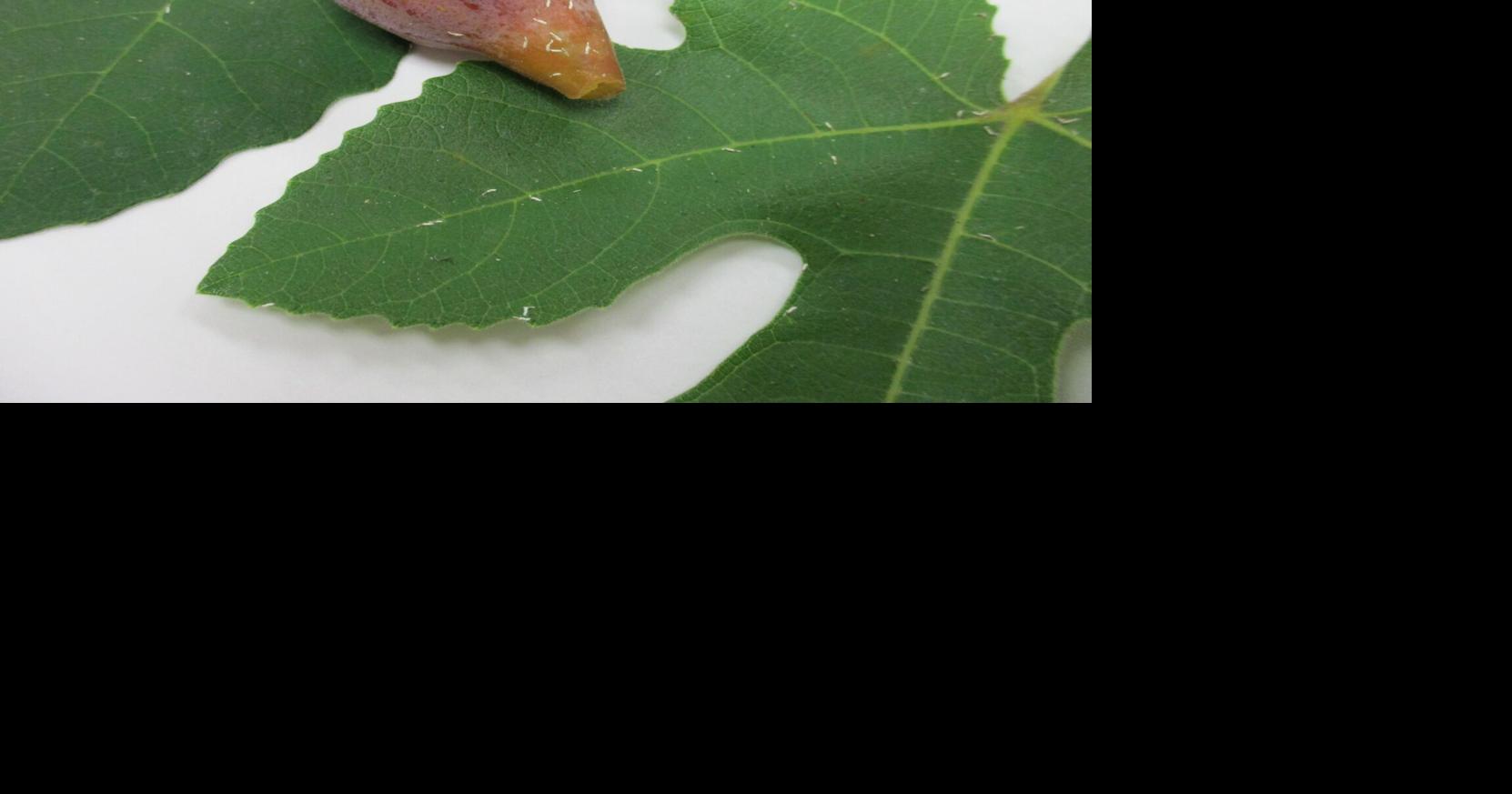 Japanese maple scale: not a picky eater | Features | newbernsj.com
