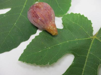 Japanese maple scale: not a picky eater | Features | newbernsj.com