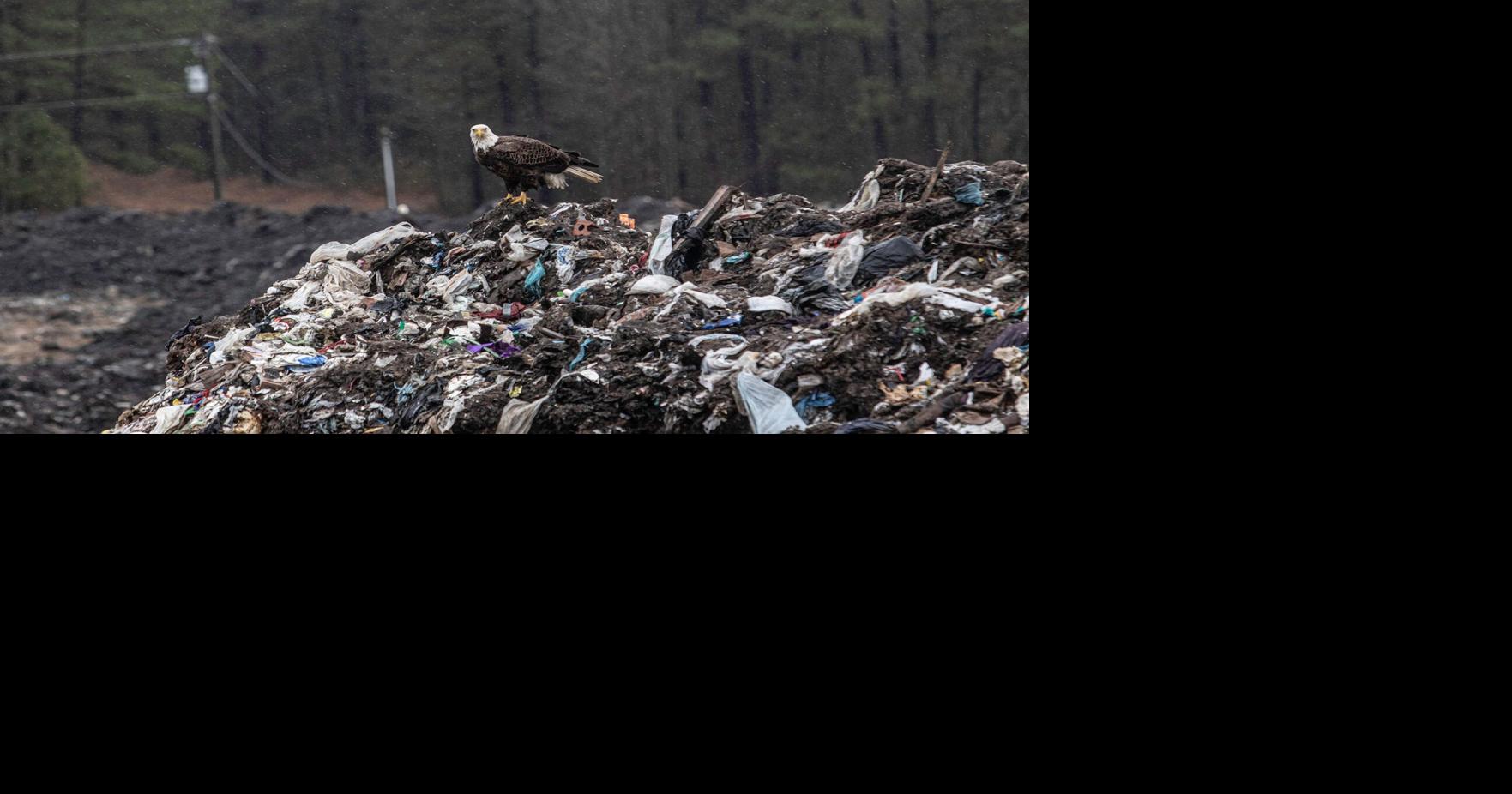 Litter ... and where it belongs. Photos of litter and a day at the ...