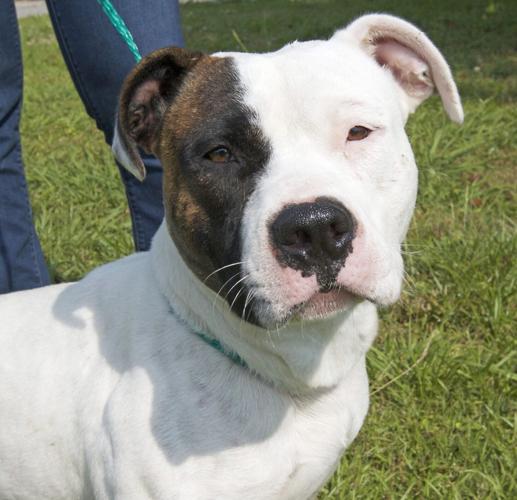 Craven-Pamlico Animal Shelter Pets of the Week | Local News | newbernsj.com