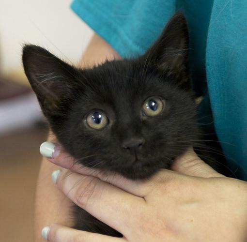 Craven-Pamlico Animal Shelter Pets of the Week | Local News | newbernsj.com