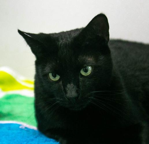 Photos: Colonial Capital pets of the week | Local News | newbernsj.com