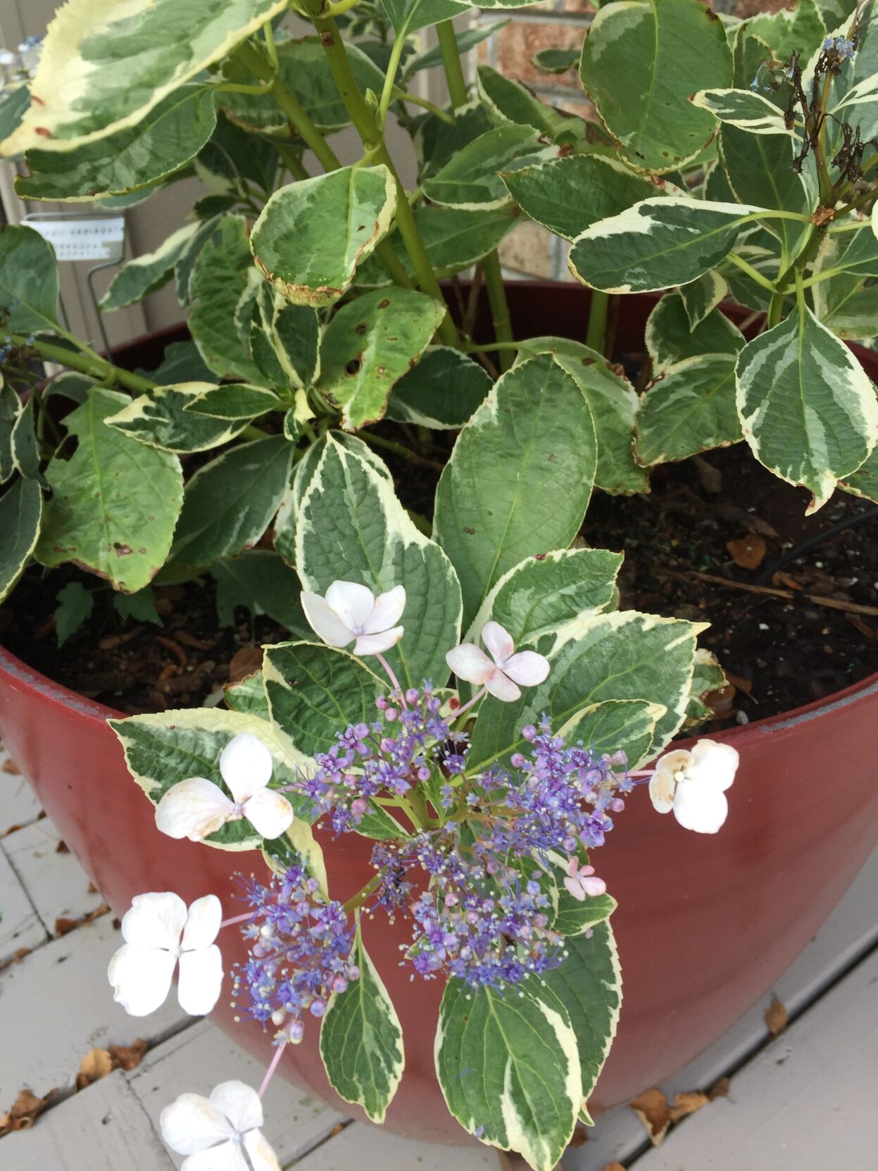 Grow hydrangeas in Eastern North Carolina | Features | newbernsj.com
