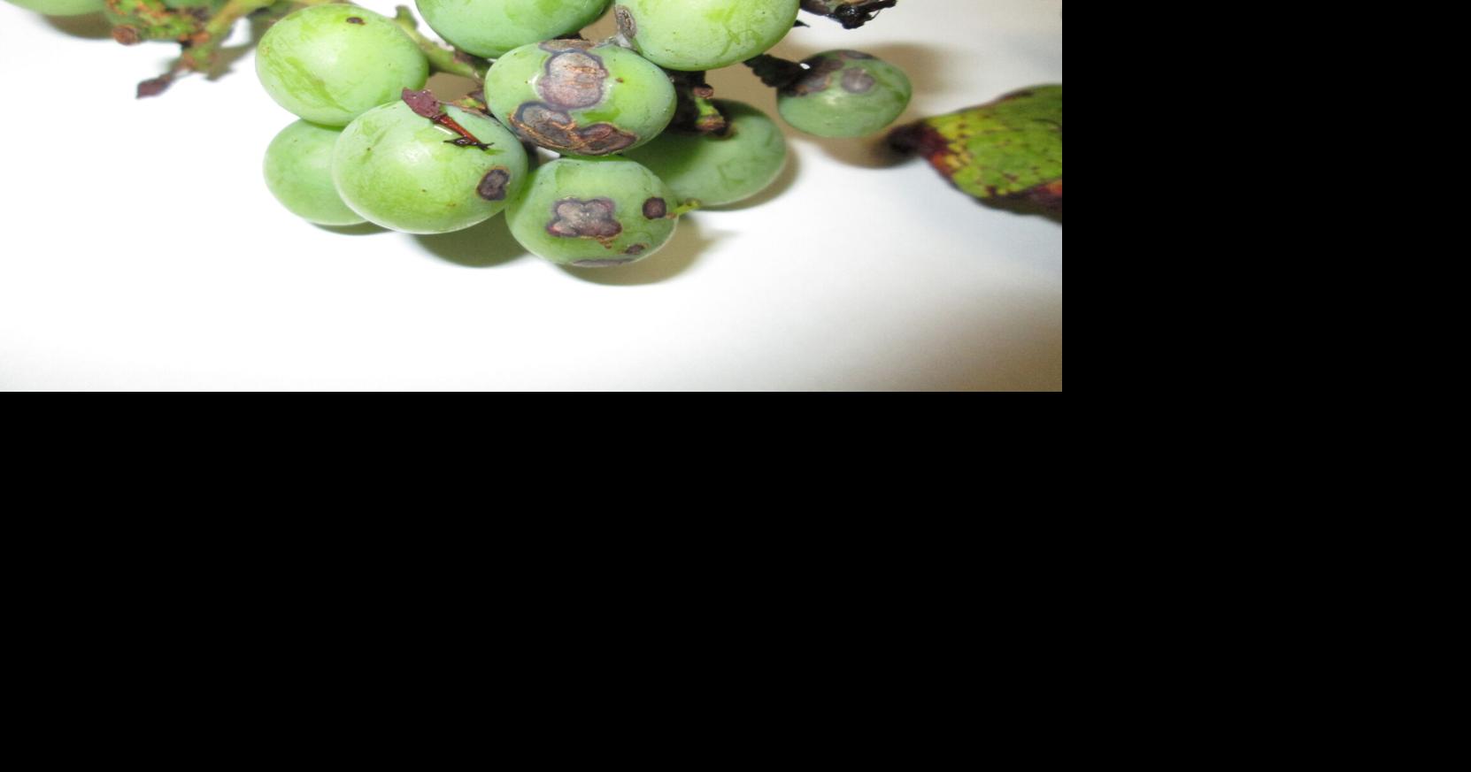 Fungal disease makes Concord grapes a poor choice for ENC | Features | newbernsj.com
