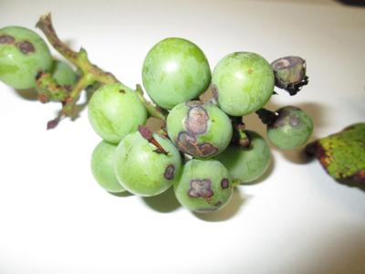 Fungal disease makes Concord grapes a poor choice for ENC | Features ...