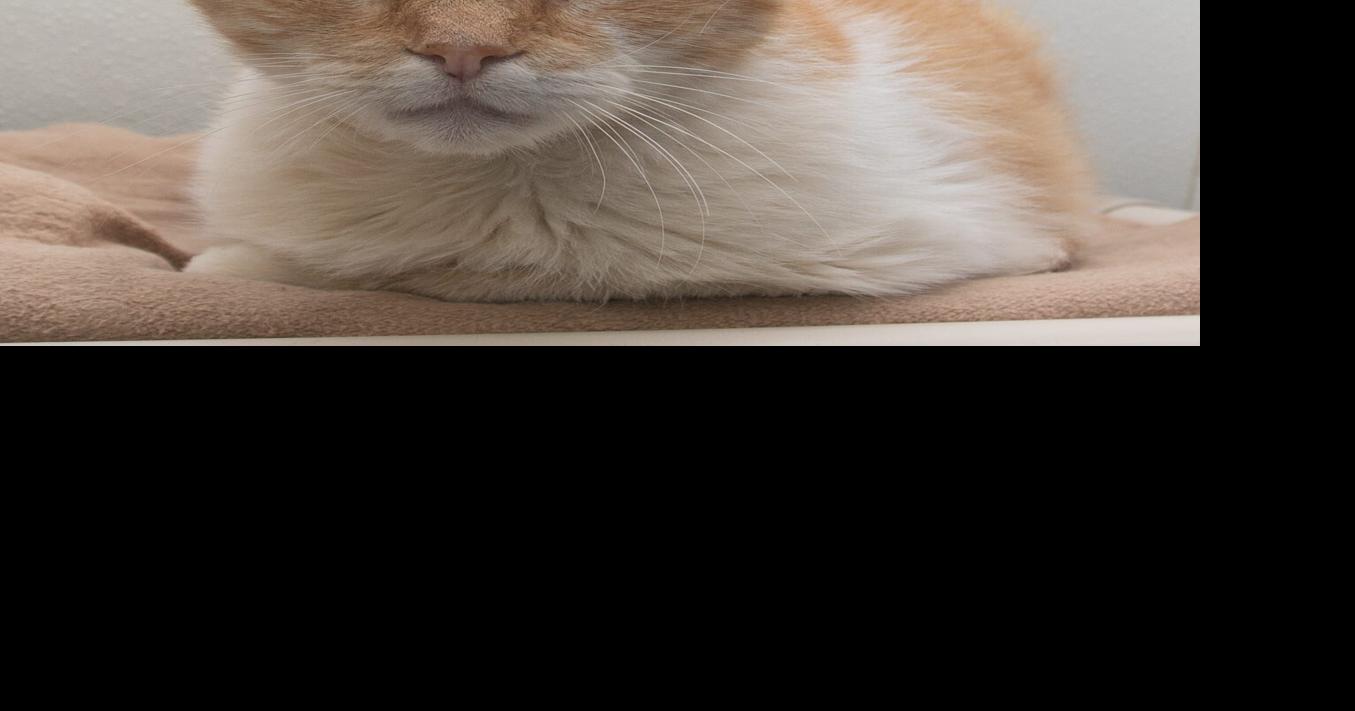 Photos: Colonial Capital pets of the week | Local News | newbernsj.com