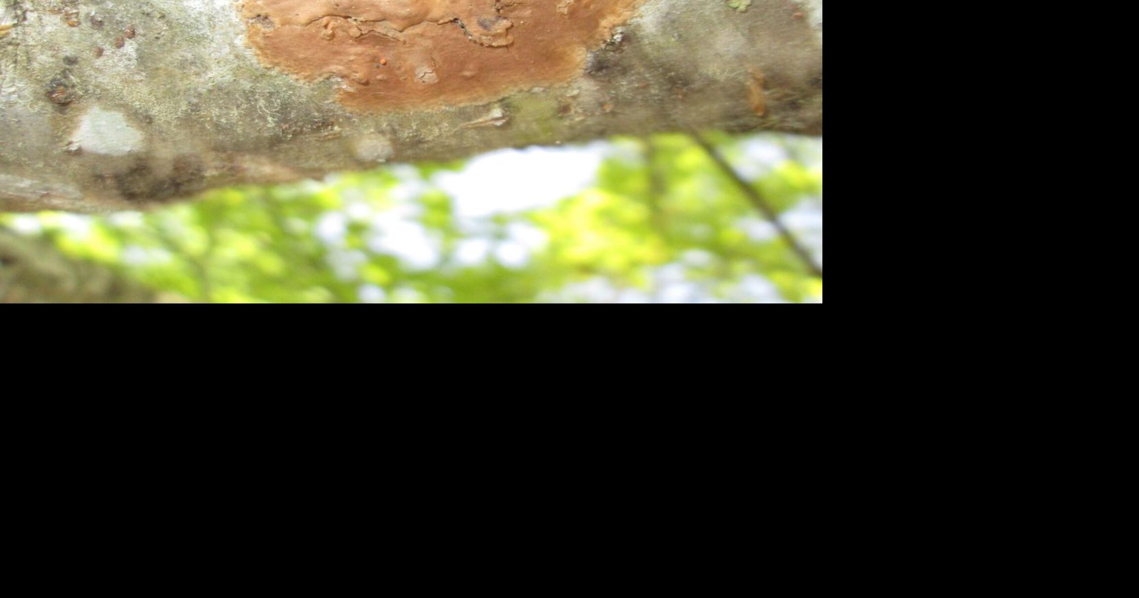 Fungal patches and what they mean to your trees | Local News ...