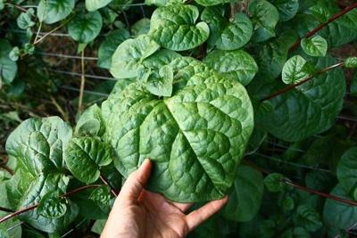 Tom Glasgow: Getting in shape for fall vegetables | Opinion | newbernsj.com
