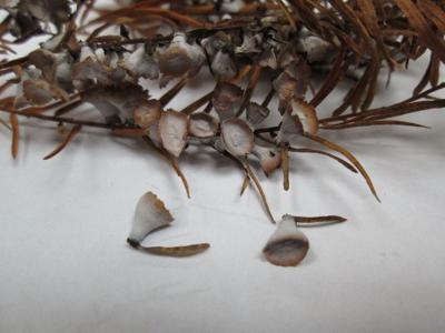 Tom Glasgow: Larvae of gall midge fly looks like fungus | Features ...