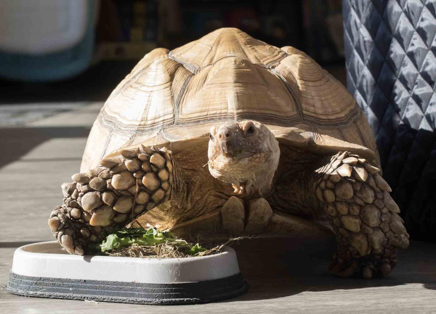 Local pet store features tortoise mascot | Local News | newbernsj.com