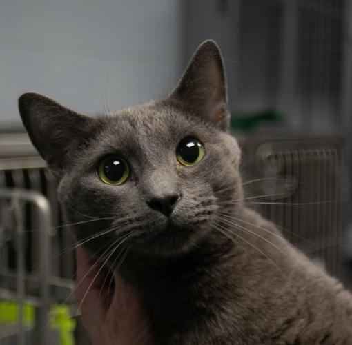 Photos: Craven-Pamlico pets of the week | Local News | newbernsj.com