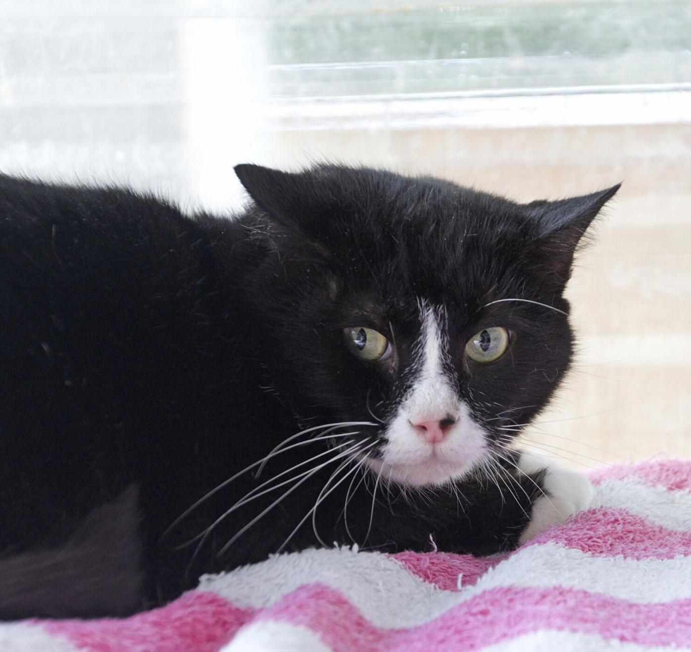 Colonial Capital Humane Society Pets of the Week | Local News ...