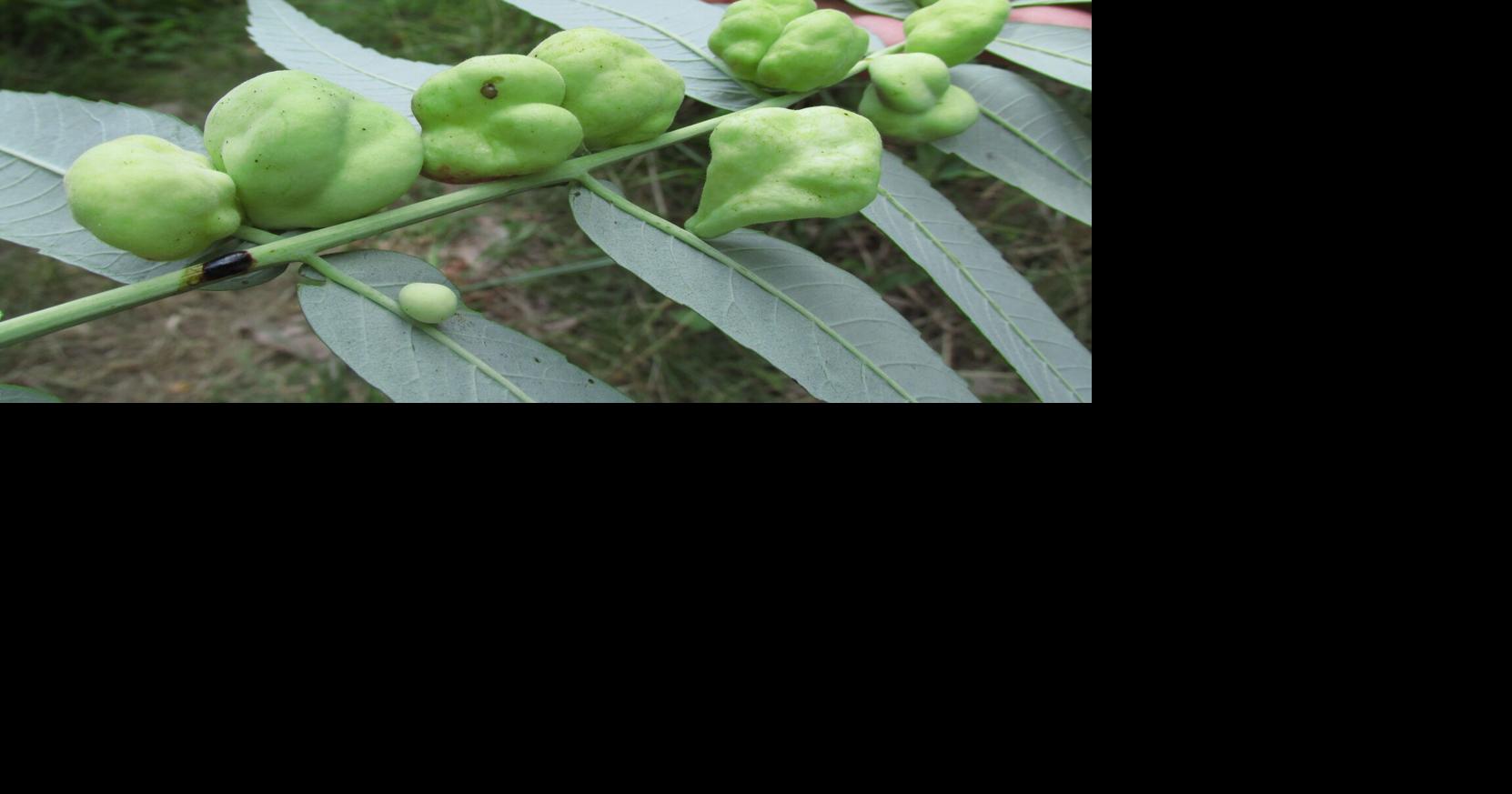 Tom Glasgow: Identify the problem before applying pesticide | Opinion ...