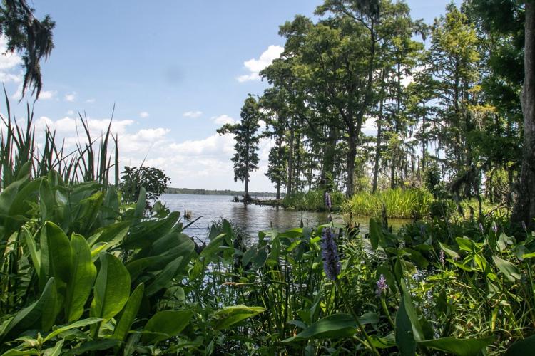 Environment: Neuse River gets a 'D' | Local News | newbernsj.com