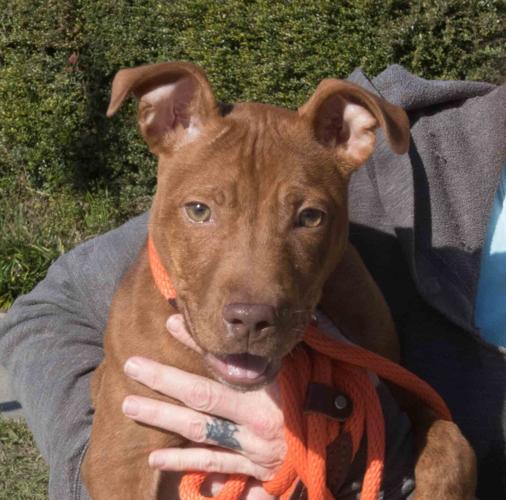 Photo Gallery: Craven-Pamlico Pets of the Week | Local News | newbernsj.com