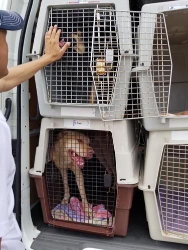 Animal shelters move dogs, cats to safety | Local News | newbernsj.com
