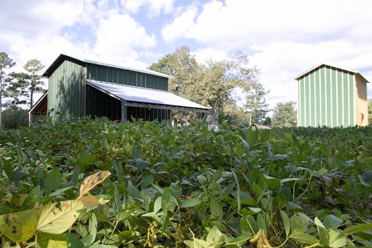 Foscue Plantation adds historic tobacco barn to tours | Features ...