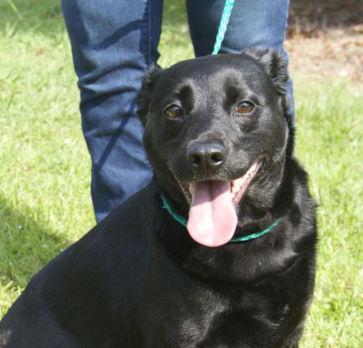 Craven-Pamlico Animal Shelter Pets of the Week | Local News | newbernsj.com