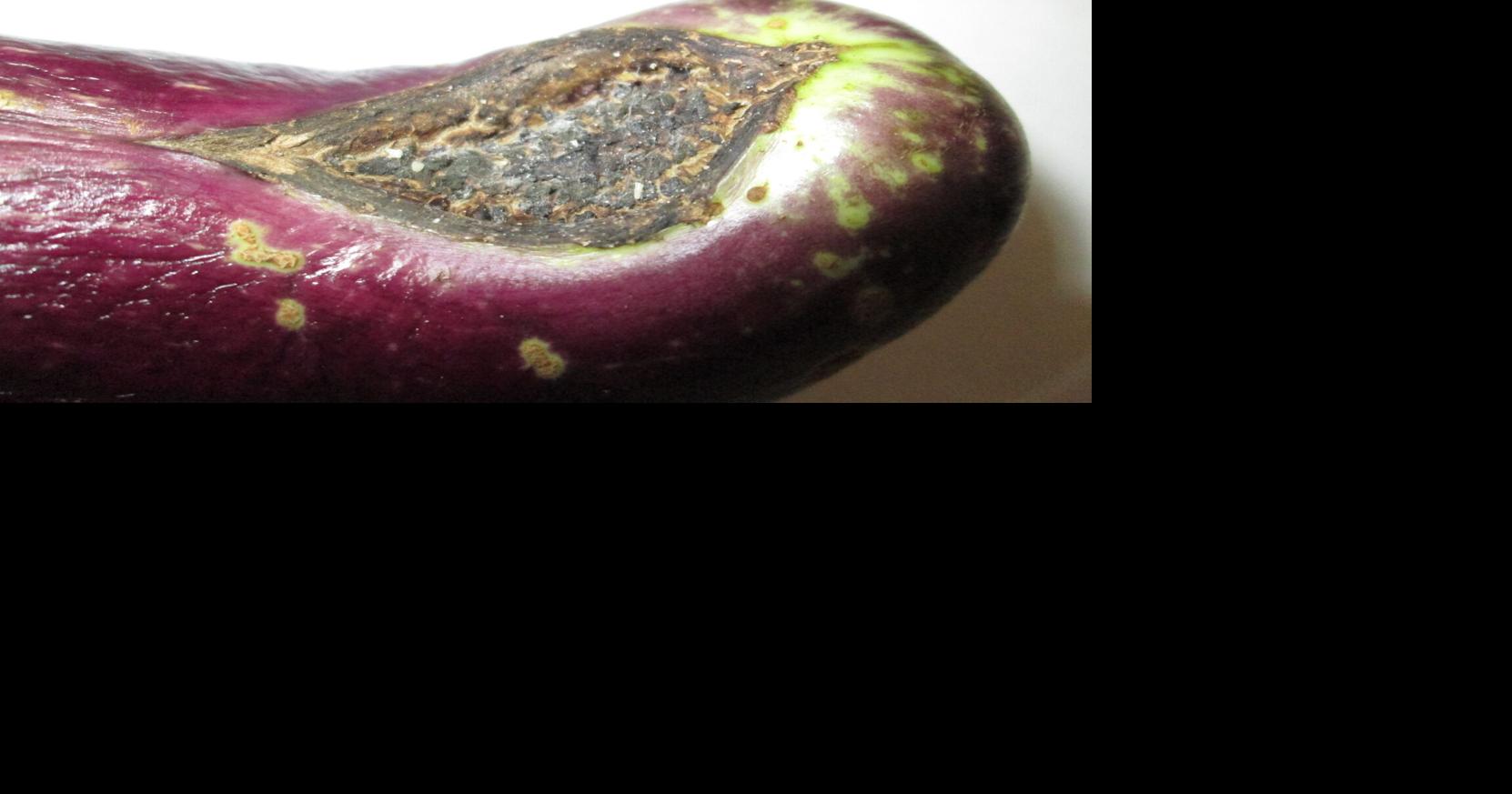 Blossom end rot damage to eggplant fruit is common | Opinion ...