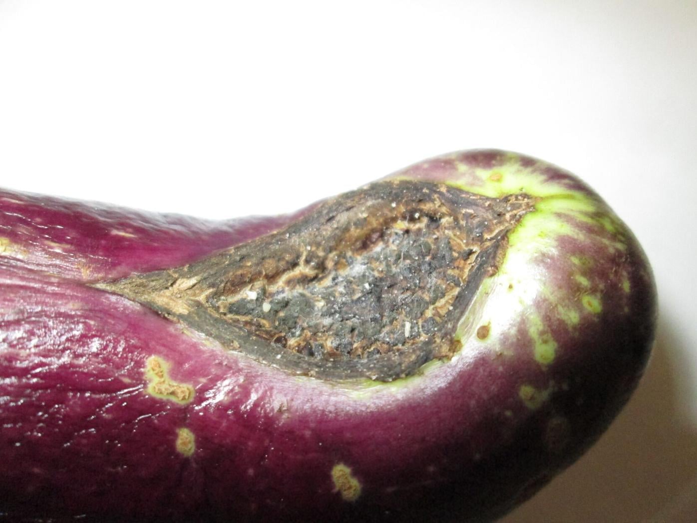 Blossom end rot damage to eggplant fruit is common | Opinion ...