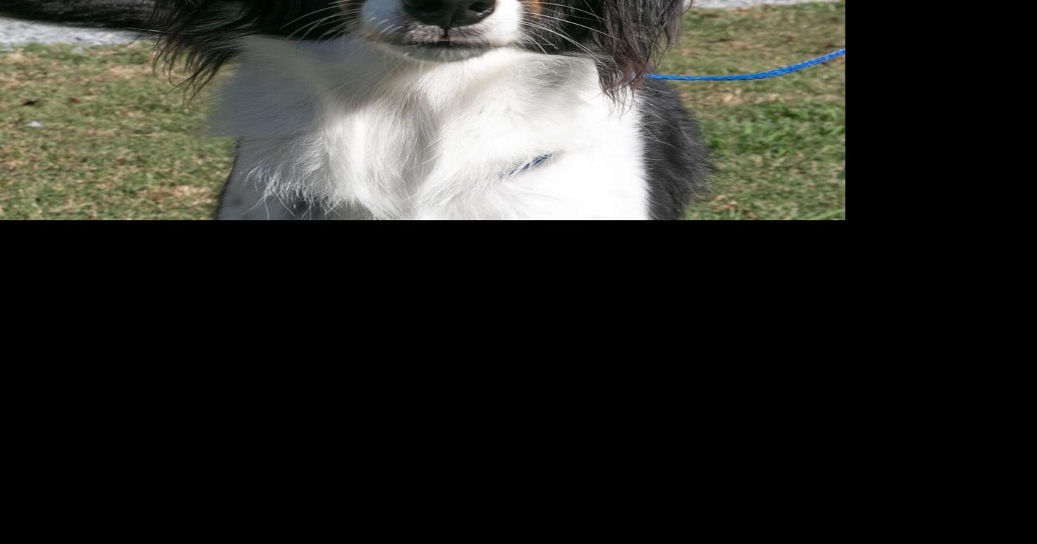 Photos: Colonial Capital pets of the week | Local News | newbernsj.com